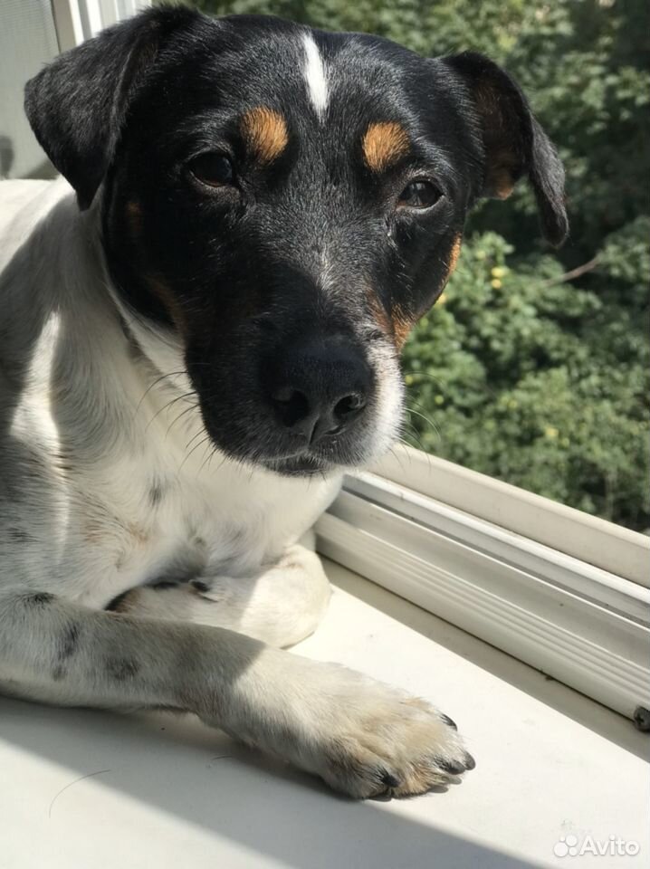 Джек Рассел Терьер (Парсон) Вязка