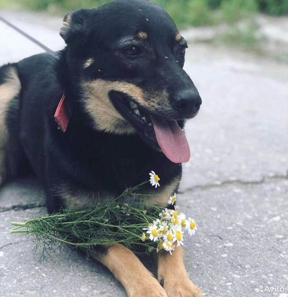 Собачка Кирочка ждем свою семью)