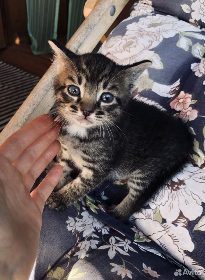 Котёнок тигрового окраса