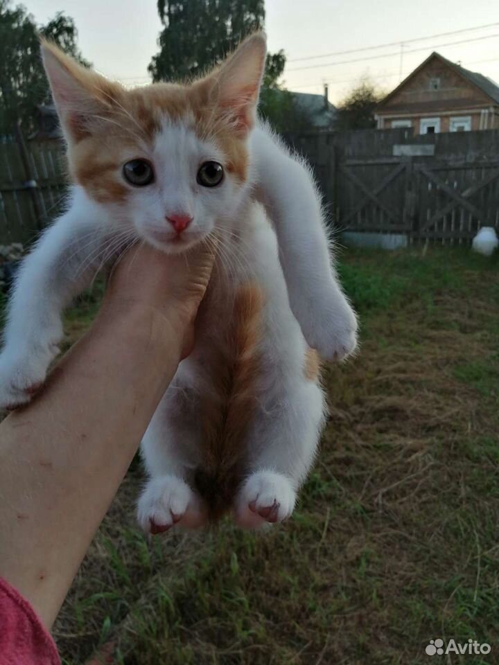 Котик рыженький 2 месяца