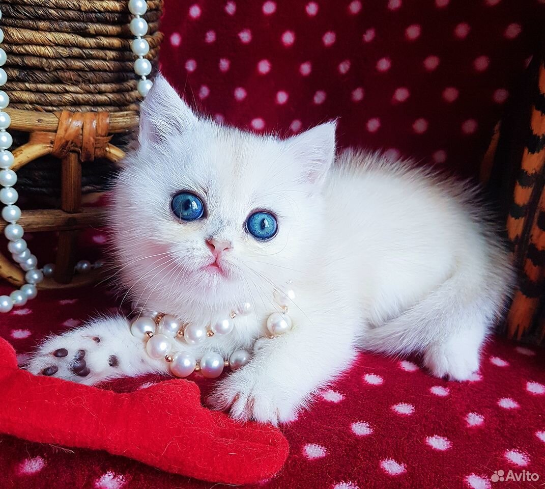 Великолепная плюшечка серебристой шиншиллы