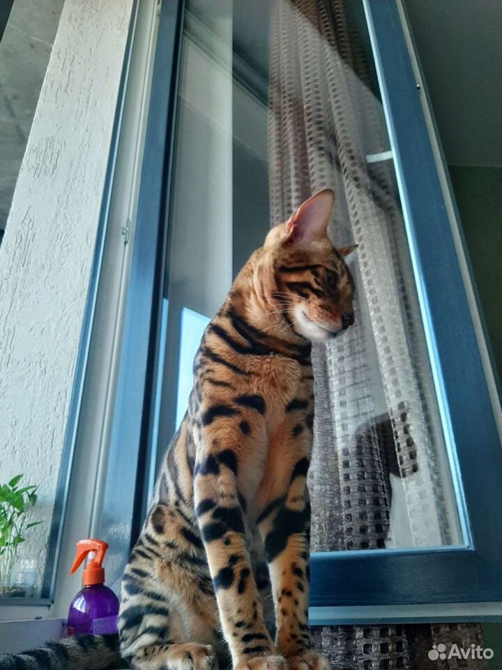 Ищем кошку