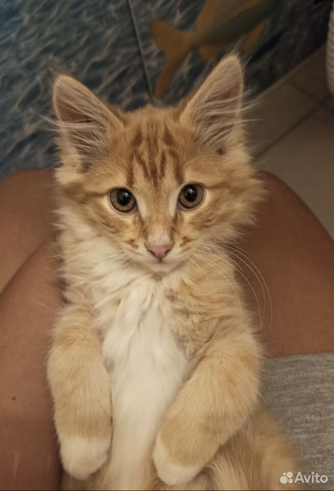 Рыжий красавец котёнок Микки 3 месяца в добрые рук