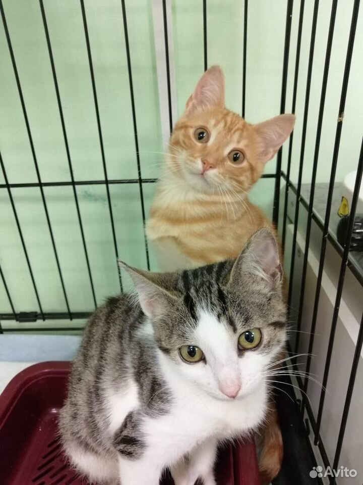 Котята Феня и Веня в дар