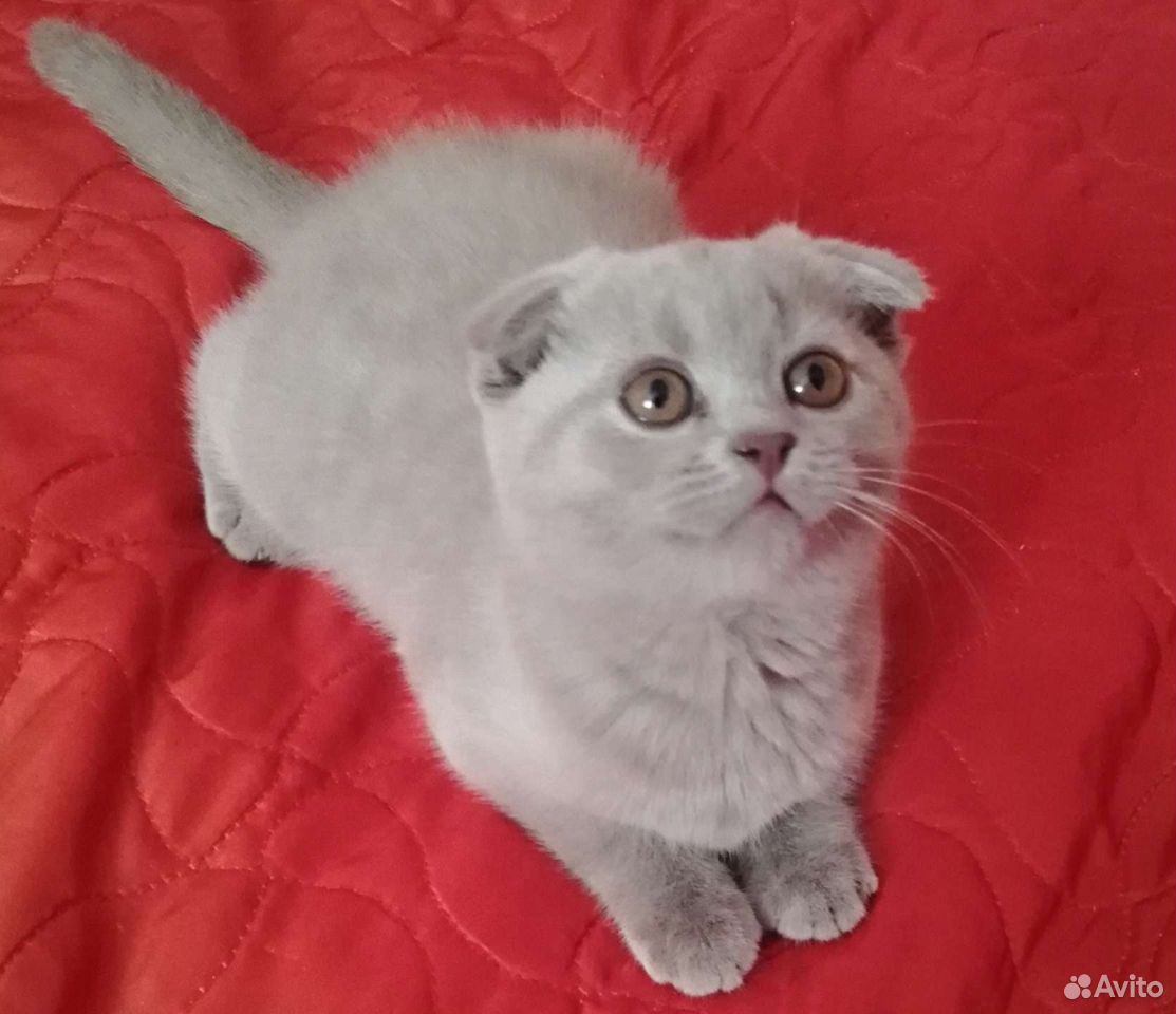 Шотландская