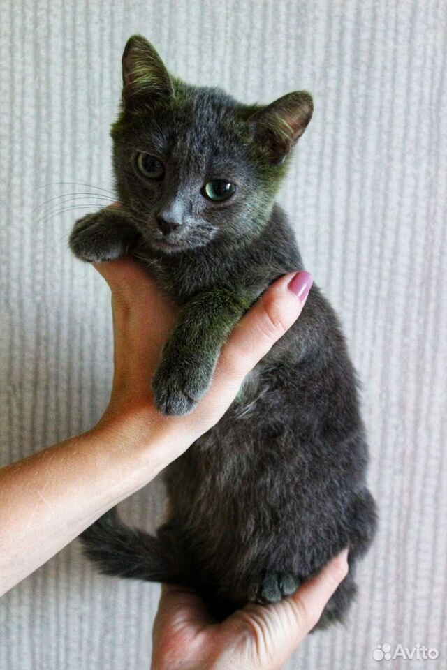 Котенок, мальчик Плутон, 3.5 месяца