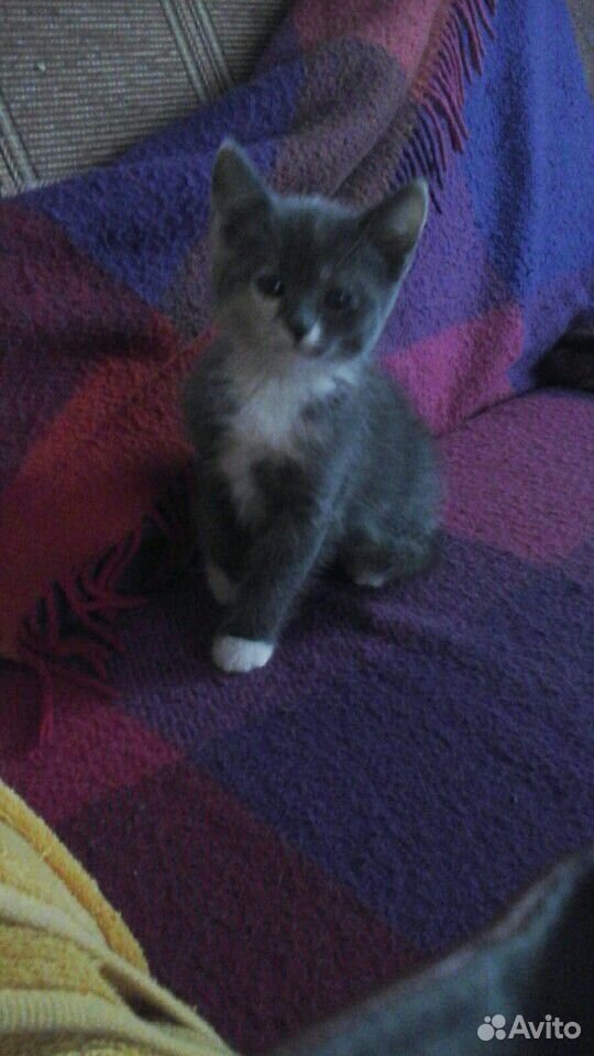 Котята