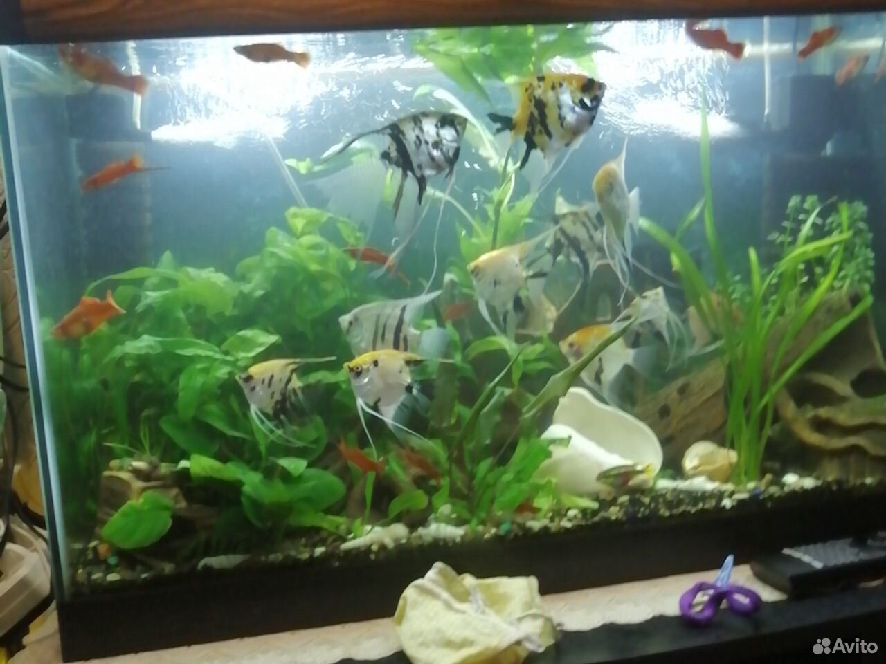 Скалярии и меченосцы