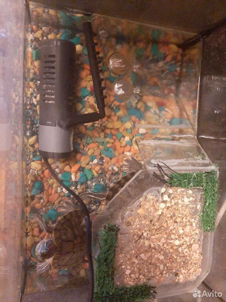 Черепахи с аквариумом