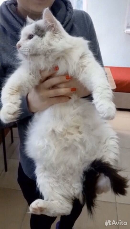 Кот Снежок (коты, Кошки)