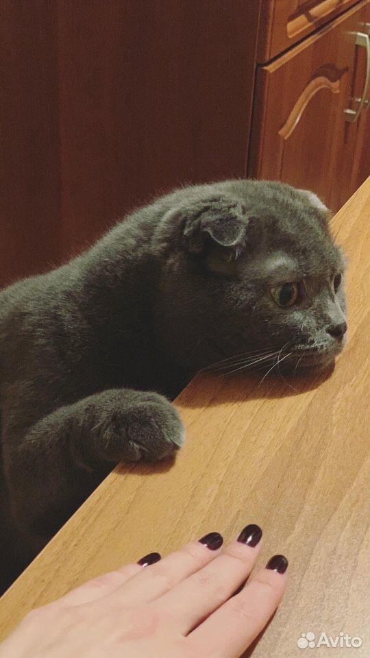 Шотландский кот