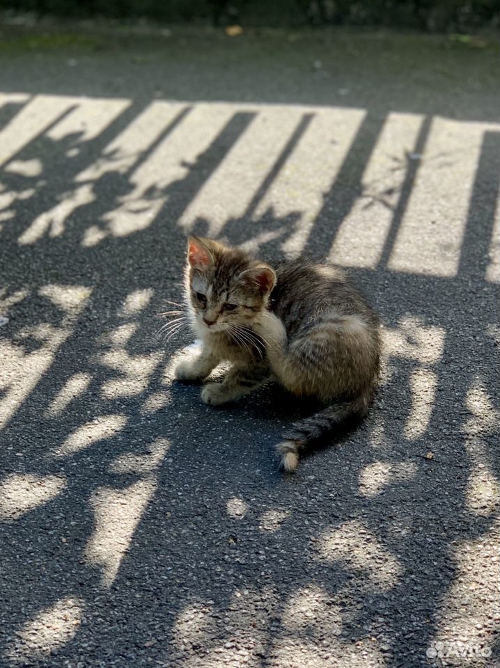 Котёнок серенький