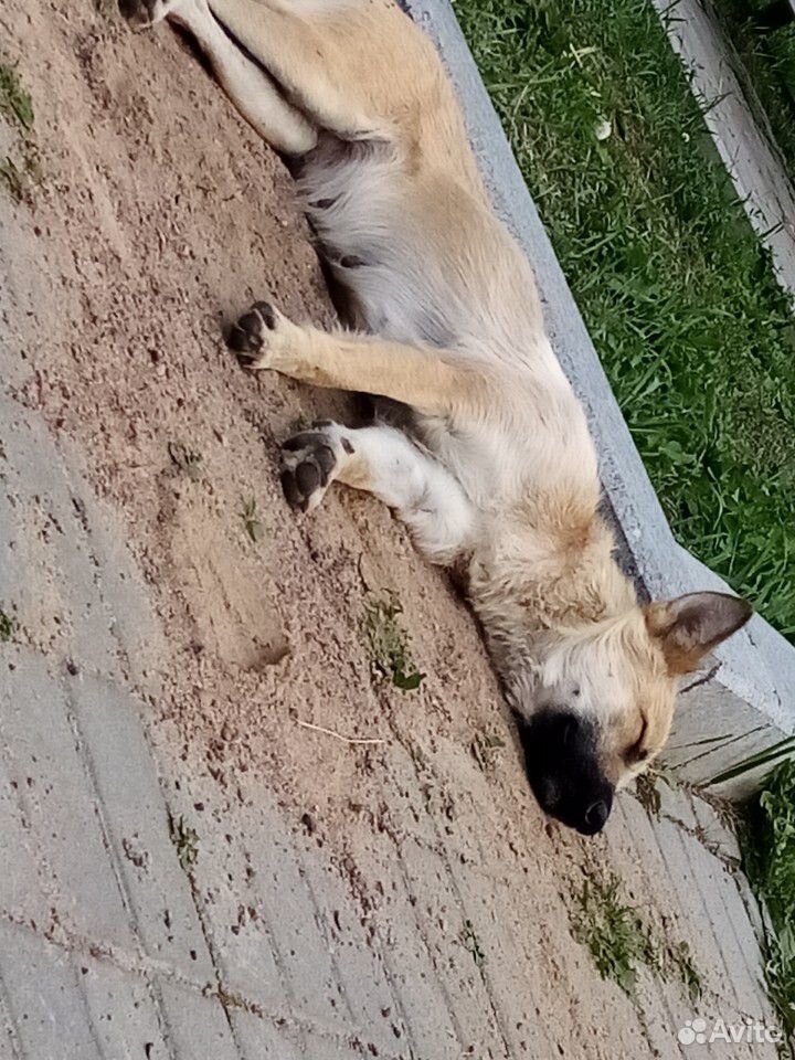 Очень ласковая, дружелюбная то-ли потерялась то-ли