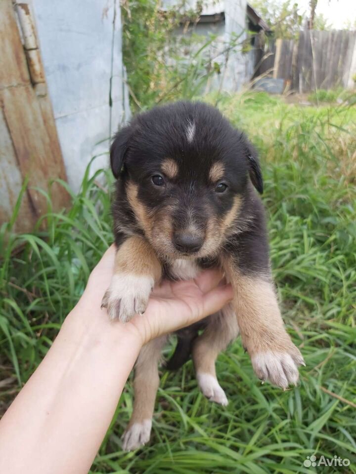 Щенки для охраны дома, 1 месяц