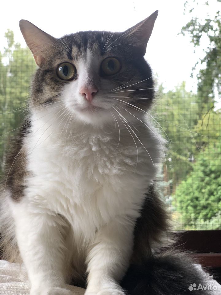 Кошка