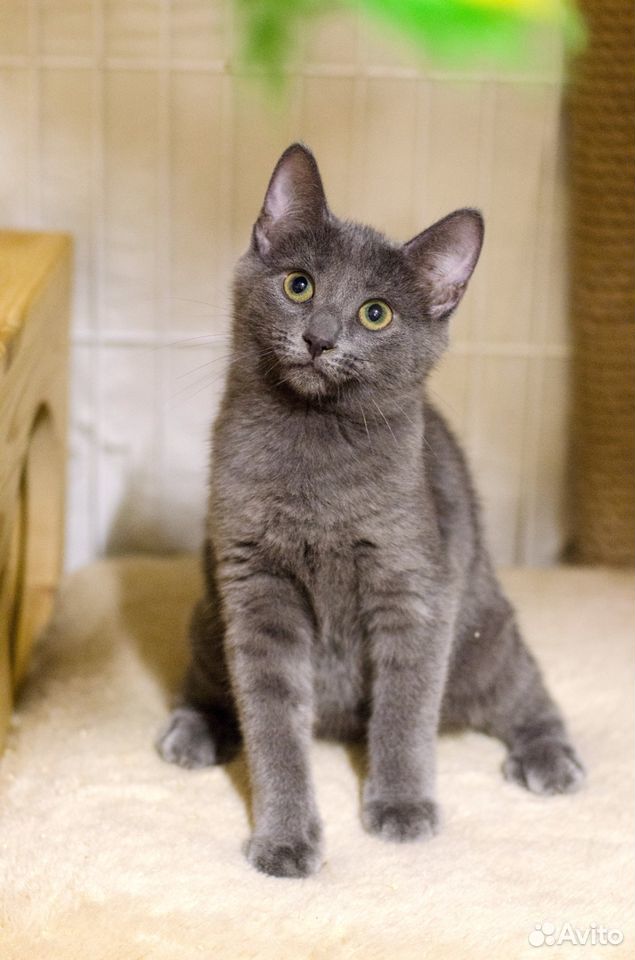 Котенок Сандра