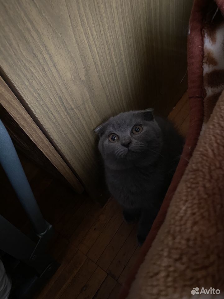 Шотландская