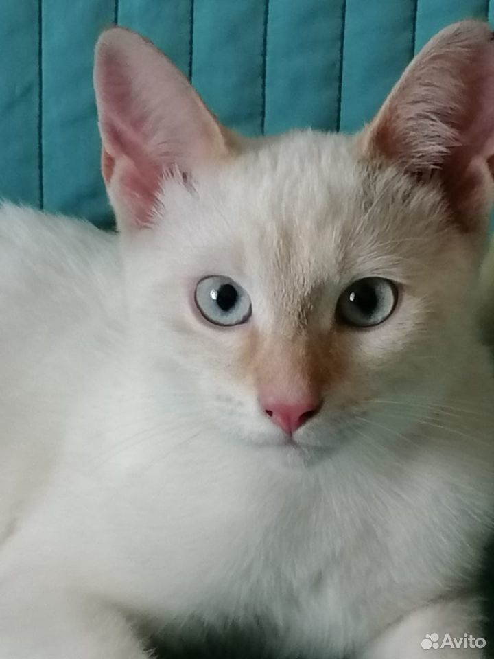 Котенок в добрые руки