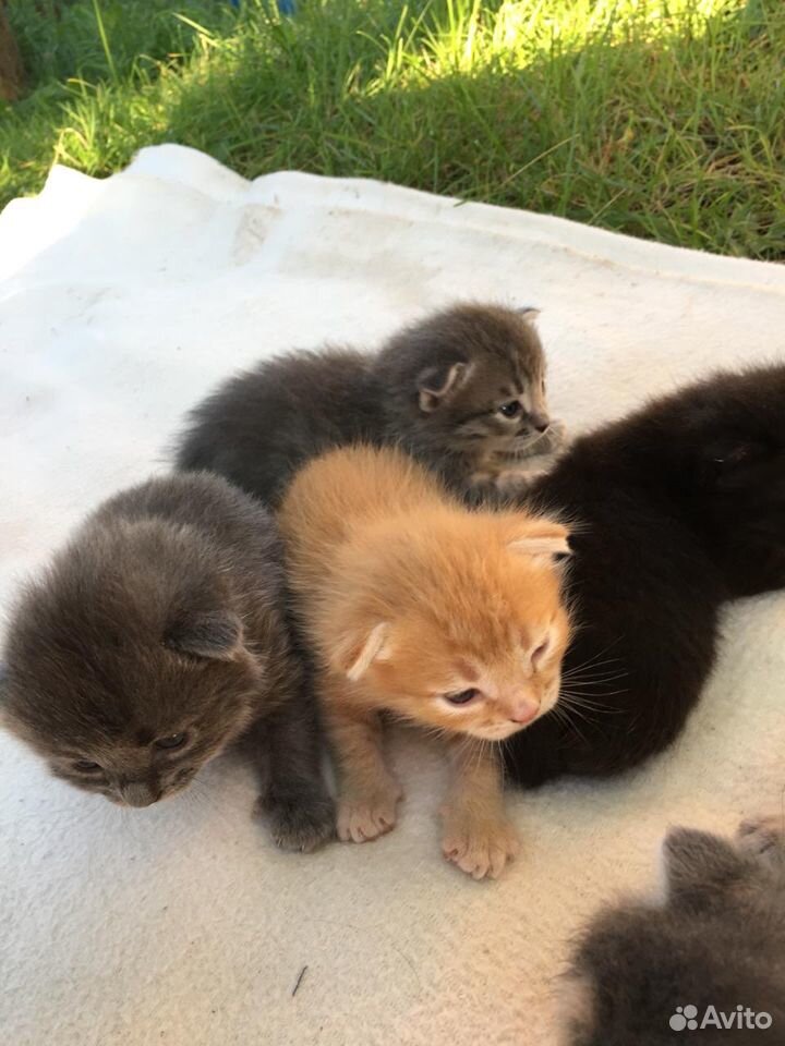 Вислоухие шотландские котята