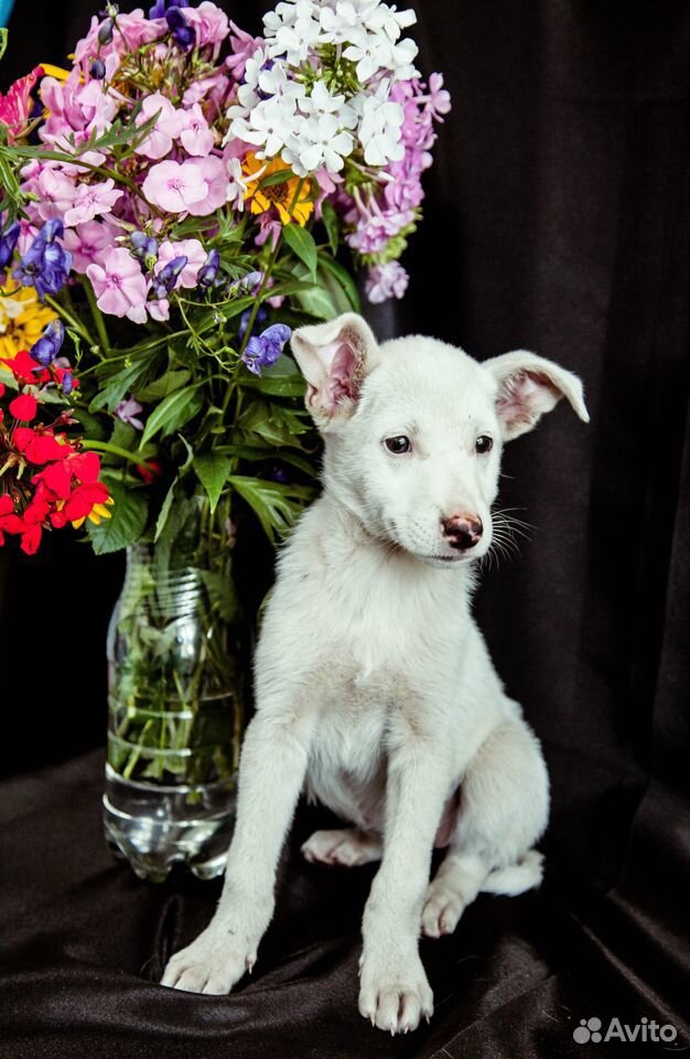 Нежная Зефирка ищет свой дом