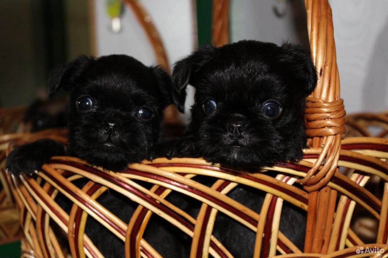 Достойные ребятки брабы и грифф с доками