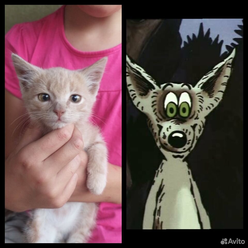 Кот Лукум ищет дом)