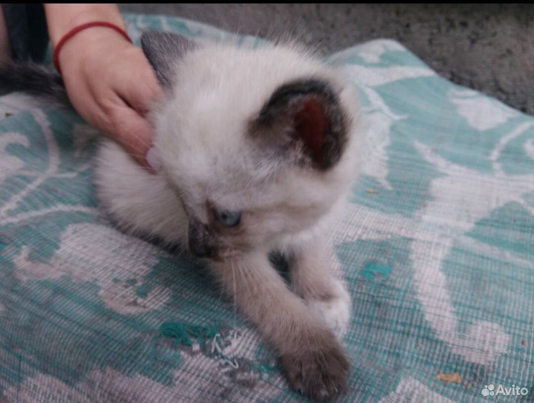 Котомальчик в добрые руки