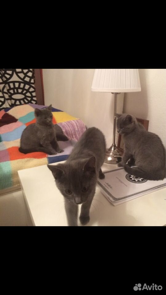 Котята Шартреза