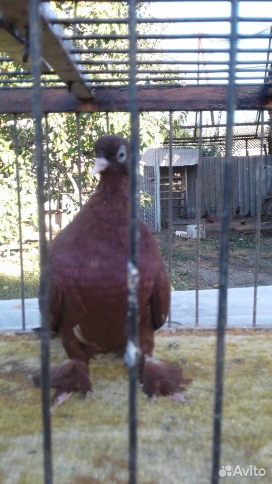 Краснодарские бойные