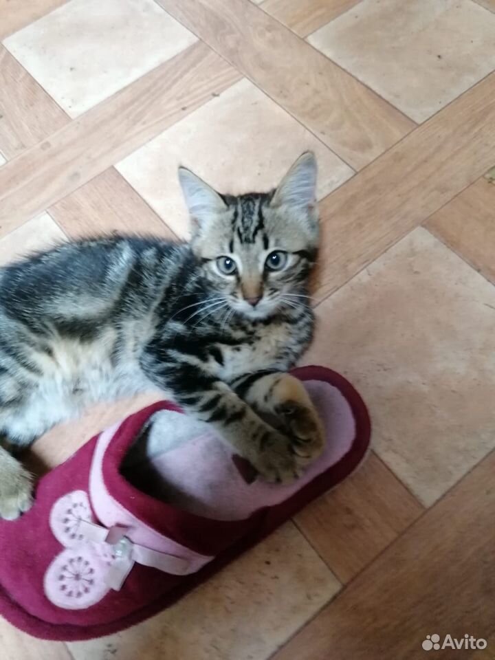 Котенок мышелов-крысолов