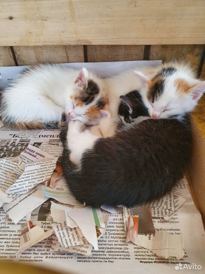 Котята