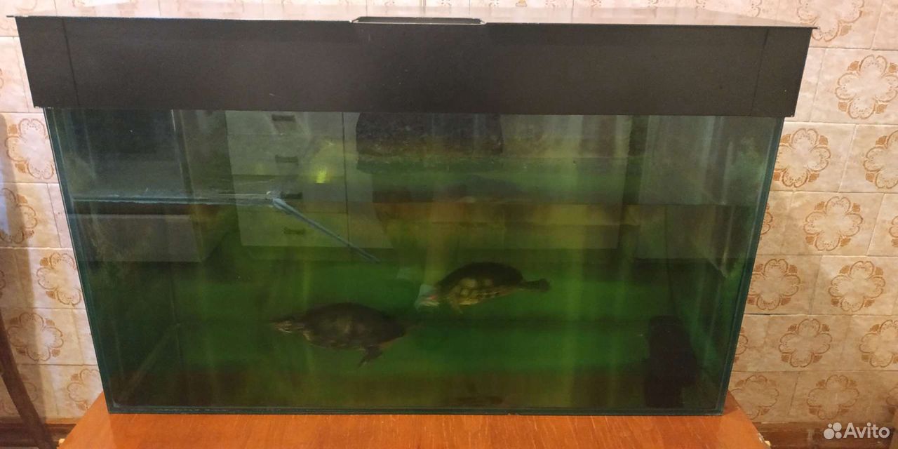 Красноухие черепахи бесплатно