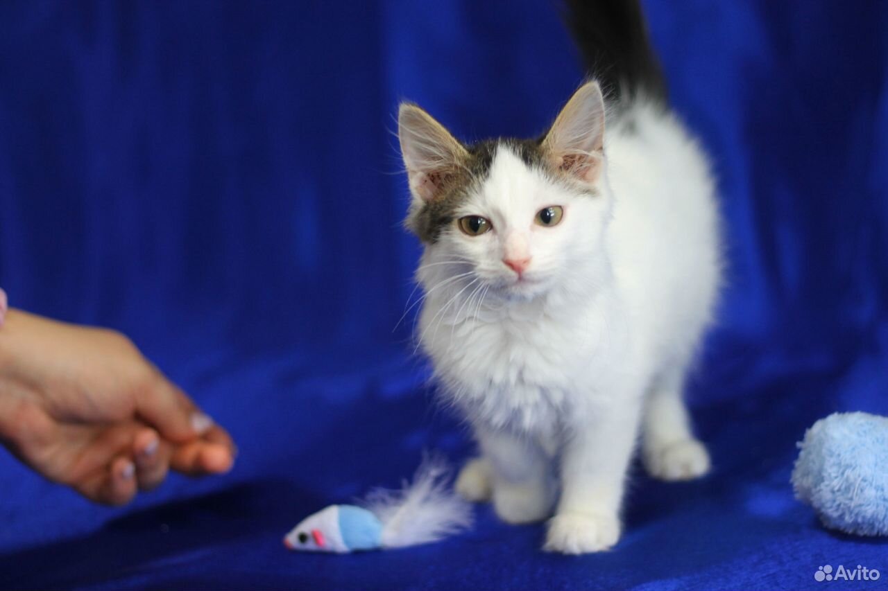 Симпатяга Пончик