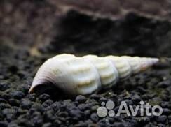 Улитка Геркулес