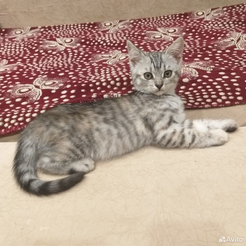 Кошечка полубританская