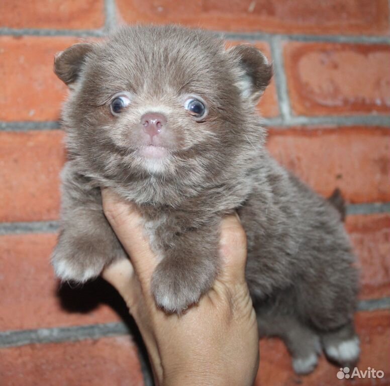 Чихуахуа лиловая Кнопочка