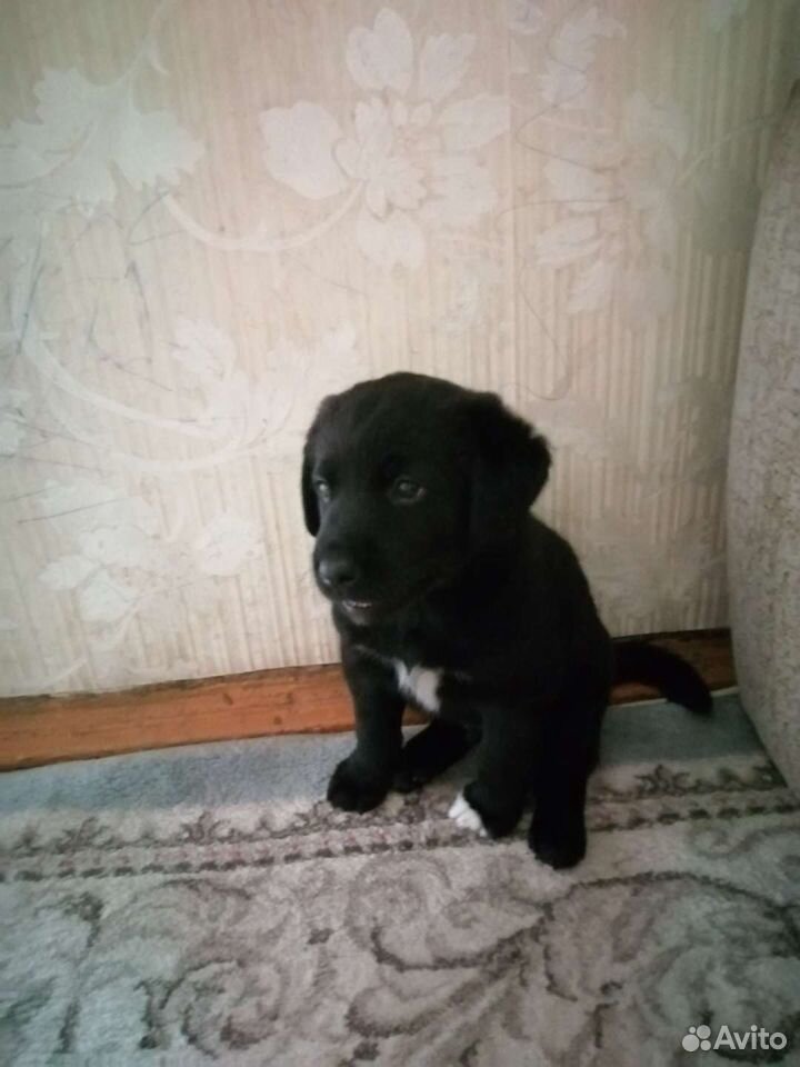 Щеночек лабрадора