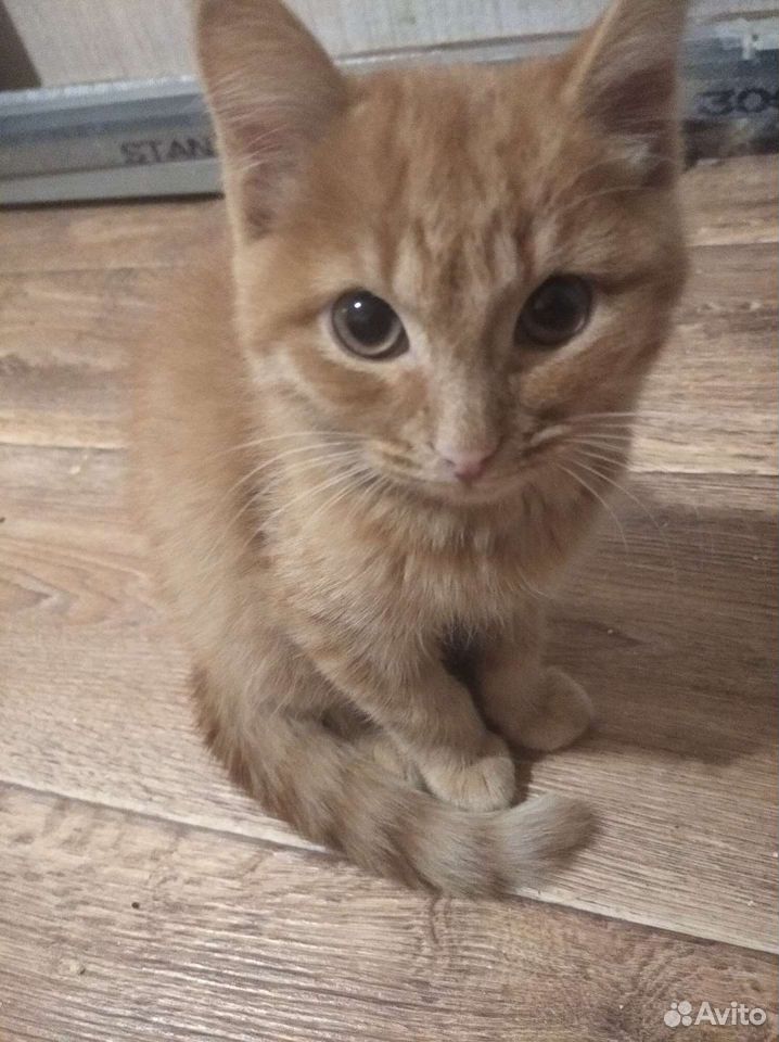 Котята, коты, в дар, частный дом, квартира