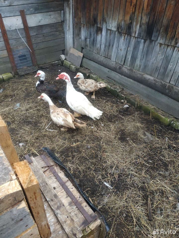 Продам индоуток 3+1