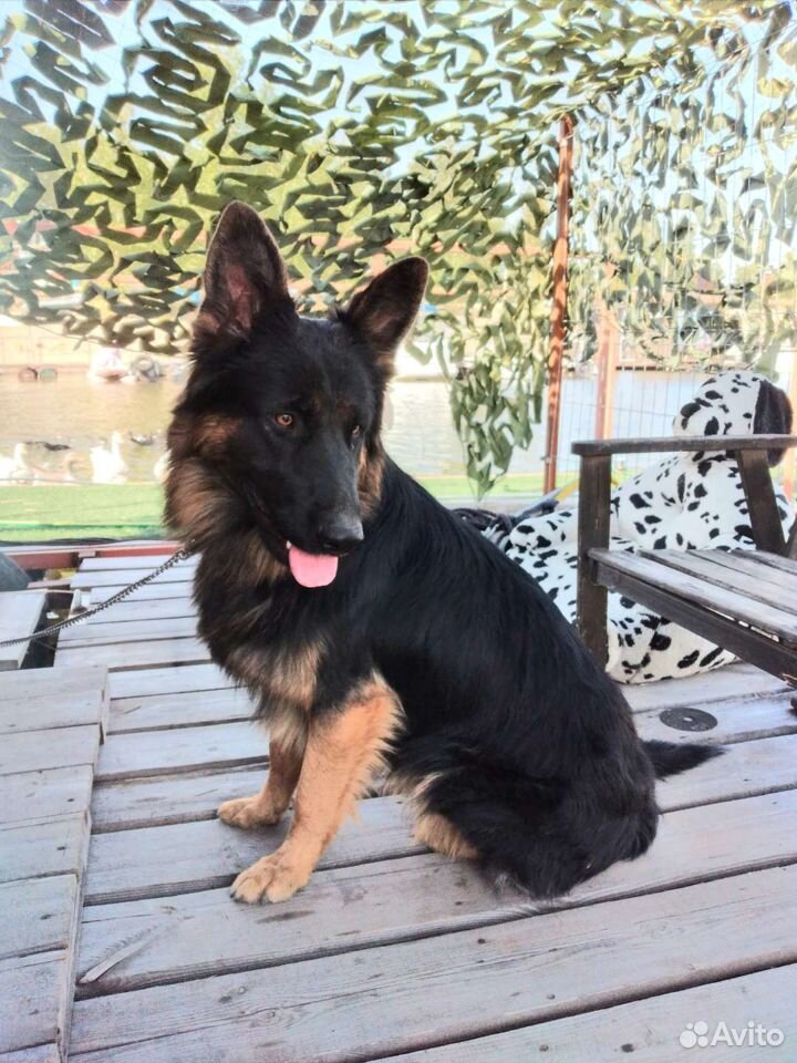 Кобель немецкой овчарки-длинника на вязку
