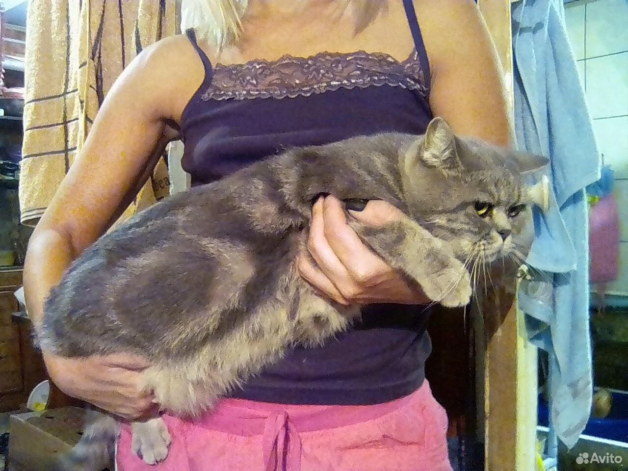 Шотландские котята,1 мес.,мальчик и девочки