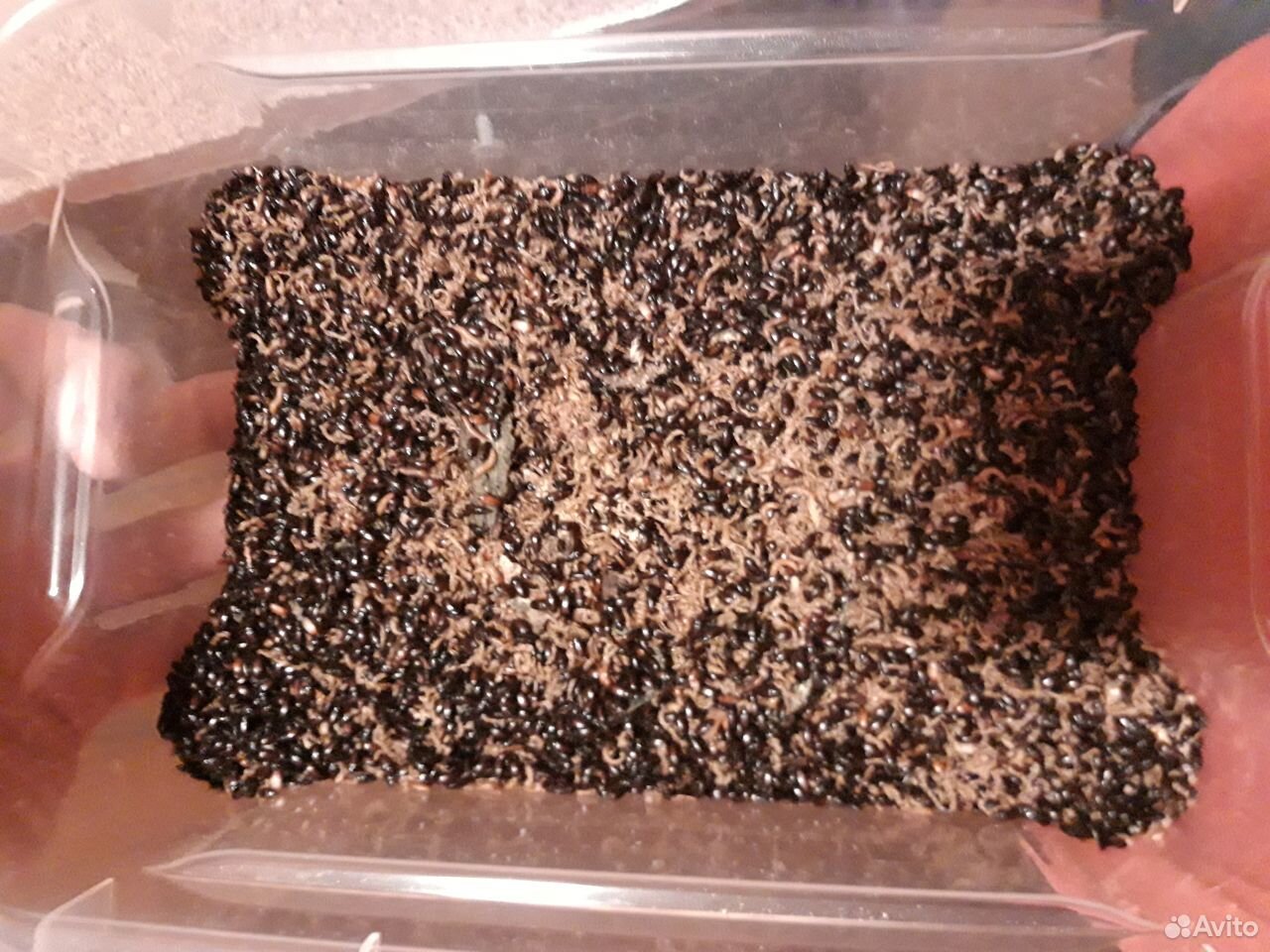 Жук знахарь