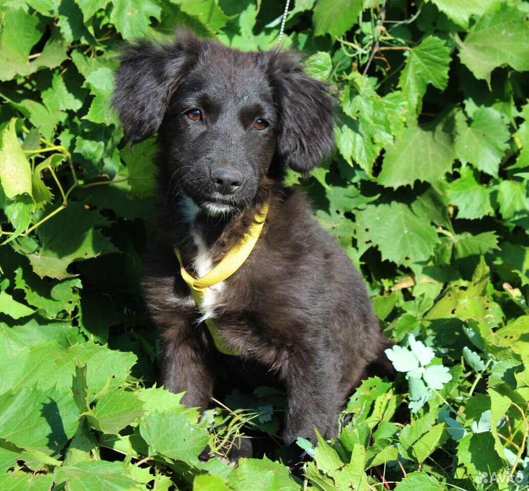 Ищем дом щенульке Джине