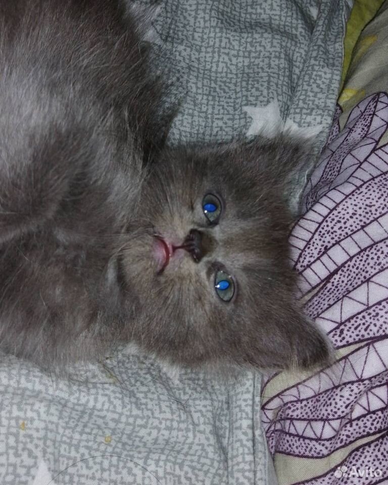 Котенок Митька