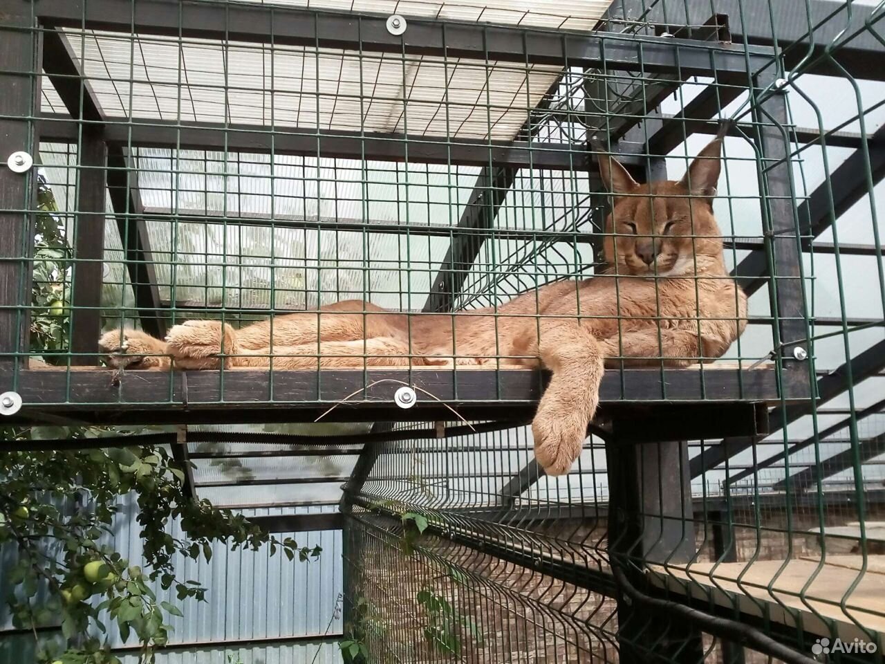 Каракет