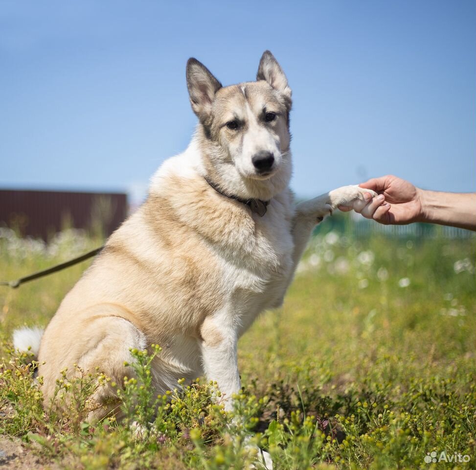Собаки приюта ищут дом