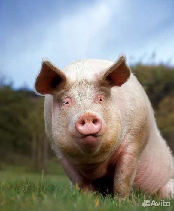 Закупаю скот, свиней, хряков