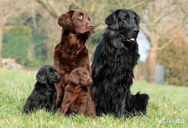 Собака Лабрадор-Ретривер