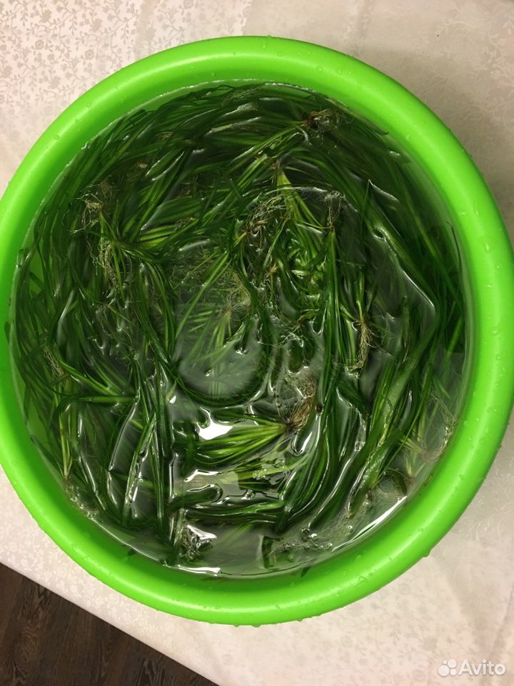 Прополка. Валлиснерия гигантская