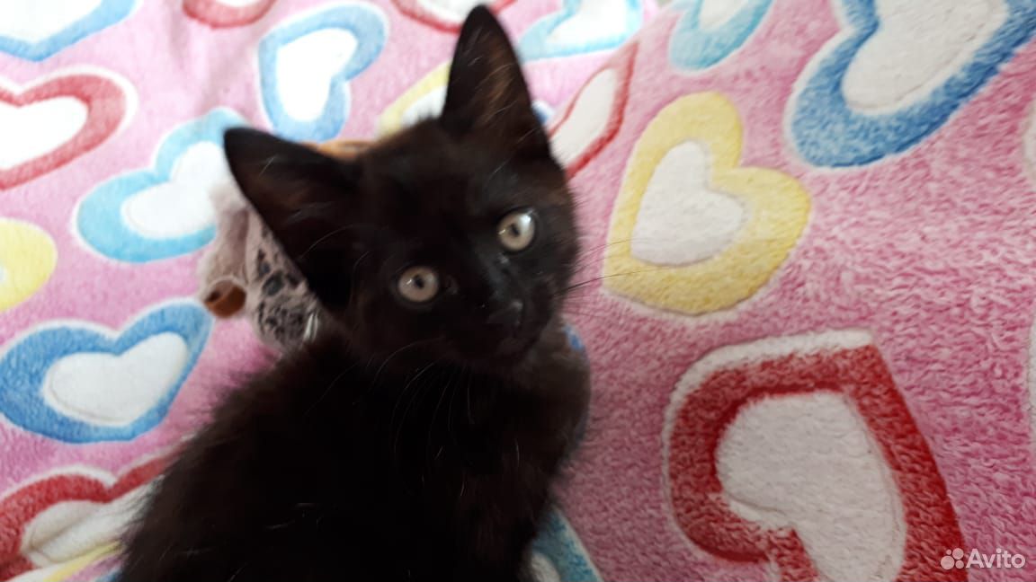 Котенок черный Армани 2мес домашний ласковый